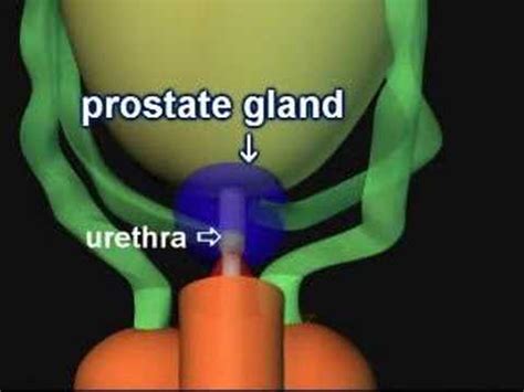 Sexual Anatomy And Facts About Function YouTube