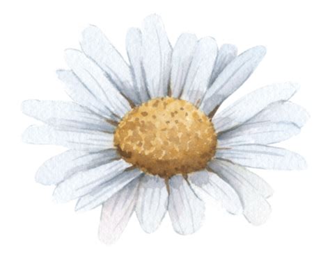Daisy Watercolor Pngs For Free Download