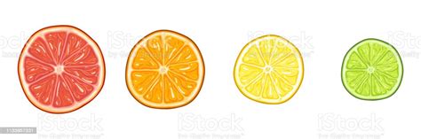 원형 감귤 류의 조각 벡터 집합입니다 레드 자 몽 오렌지 노란 레몬과 녹색 라임 라임에 대한 스톡 벡터 아트 및 기타 이미지 라임 레몬 오렌지 감귤류 과일 Istock