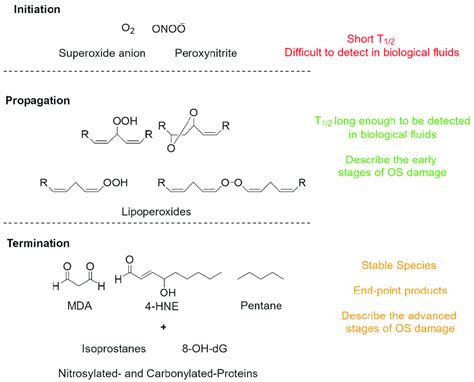 Schematic Representation Of The Oxidative Stress Reactive Chain With