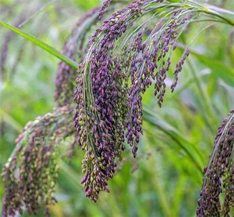 30 Pcs Violet Panic Grass Seeds Panicum Violaceump062 Etsy Uk