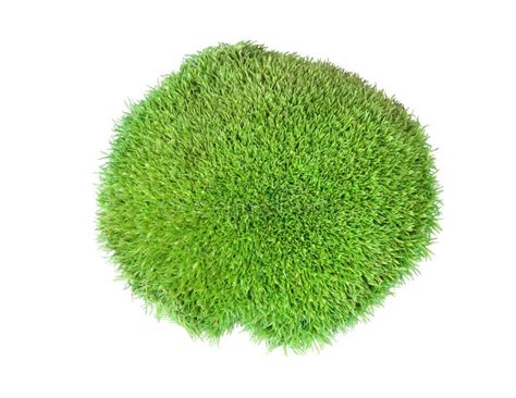 Green Tuft Leucobryum Moss Isolated On White Background Leucobryum Glaucum Pincushion