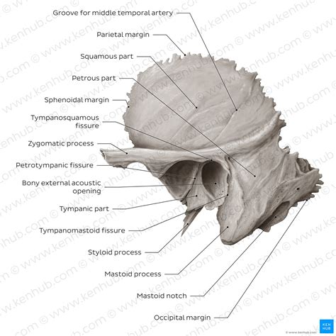 Temporal Bone A New 3d Printed Temporal Bone The Sapiens —specific