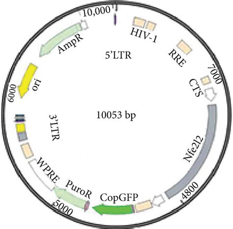 Characteristics Of HF MSCs And Establishment Of Nrf Modified HF MSCs