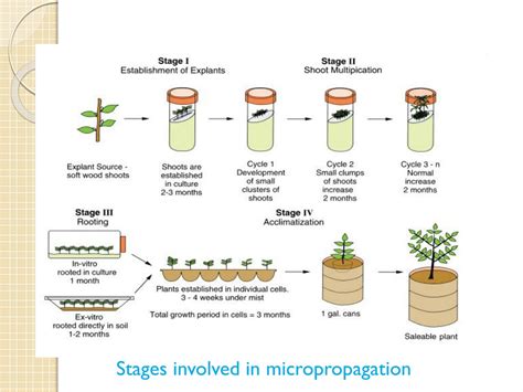 Ppt Micropropagation Powerpoint Presentation Free Download Id800257