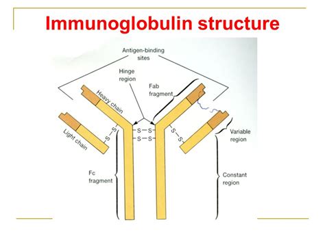 Antibodies Properties And Functions Of The Immunoglobulins Ppt Video