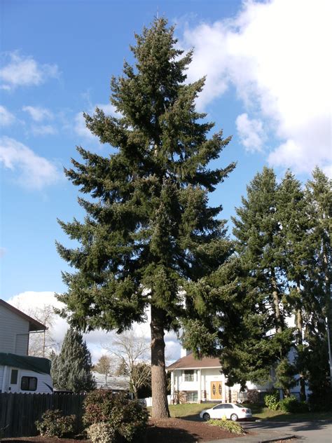 Most Common Trees In Oregon ProGardenTips