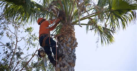 How Much Does It Cost To Trim A Tree Discount Tree Service