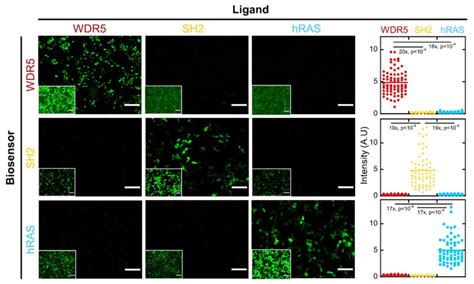 Y Atom Sensors Show High Selectivity And Fluorescence Turn On In Human