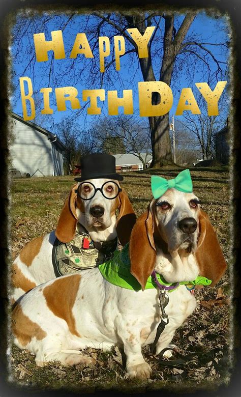 Happy Birthday Wishes For Bassett Hounds
