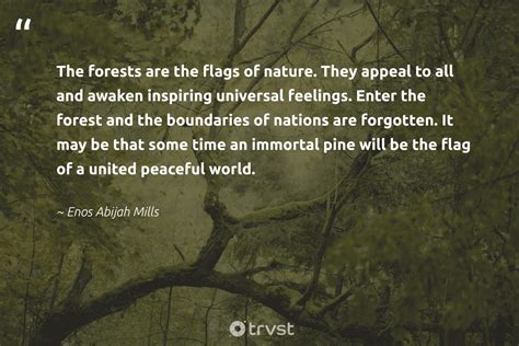 83 Forest Quotes For Outdoor Adventure And Conservation 2024