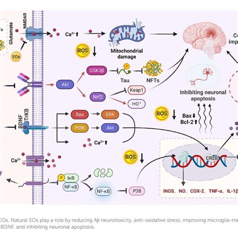 Aβ Nfts Os Etc Are The Main Causes Of Ic Eg Ad The