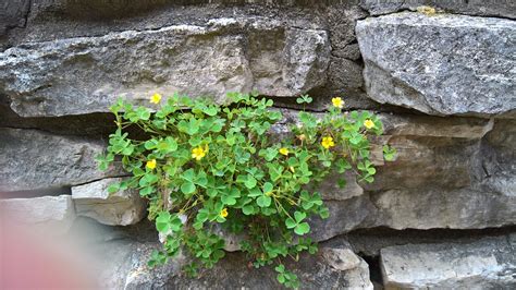 Kecil Hijau Kuning Foto Gratis Di Pixabay Pixabay