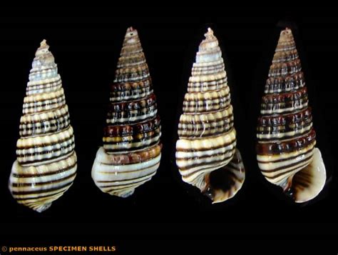 Cerithidea Cingulata 2869114