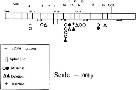 Mutation Compilation Distribution Of Mutations Along The Open Reading Download Scientific