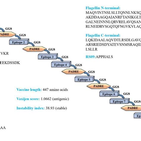 Scheme Of The Predicted Full Fledged Constructed Fungal Multi Epitope