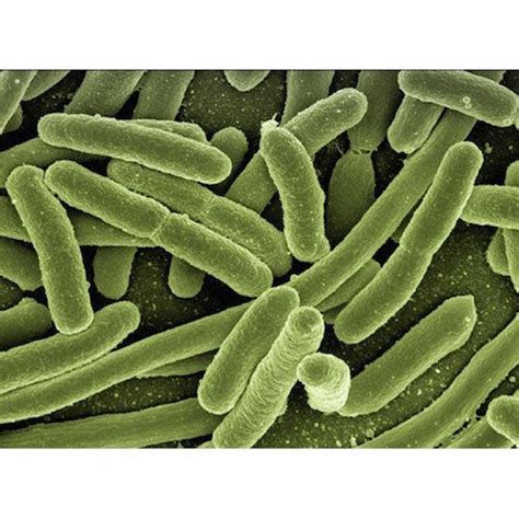 Nitrobacter Bacteria 25 At ₹ 630 Kilogram In Ahmedabad Id 8551124897