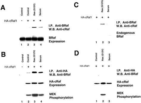 Active Ras Induces Heterodimerization Of Craf And Braf Immunoblots Of