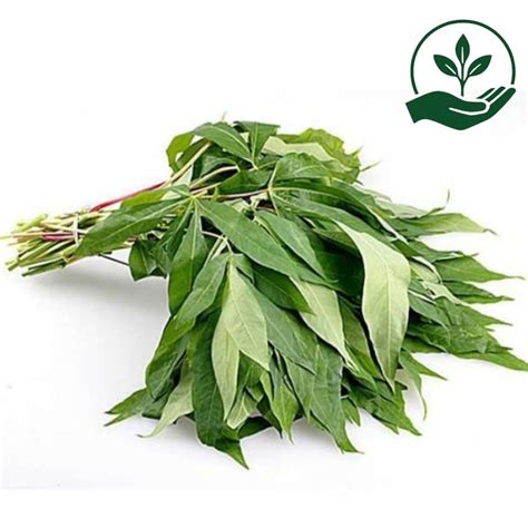 Jual Daun Singkong Muda Fresh Satu Ikat 200 Gram Shopee Indonesia