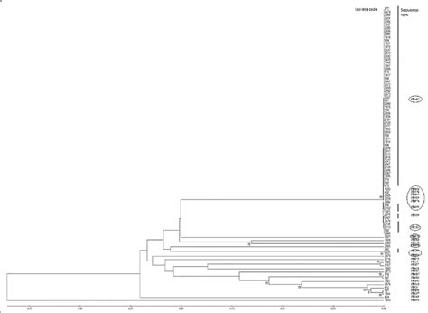 Phylogenetic Tree Obtained With Unweighted Pair Group Mean Average