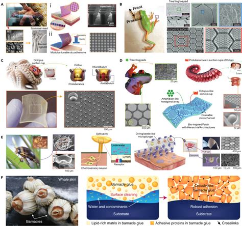 Biomimetic Design Strategies For Biomedical Applications Matter