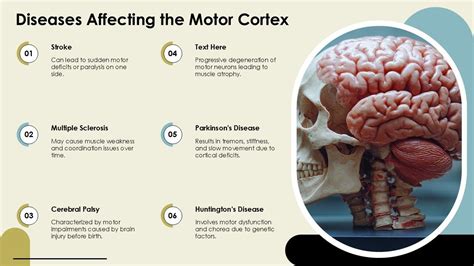Cerebellum And Primary Motor Cortex Ppt Template Acp Ppt Sample