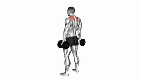 Dumbbell Shrug Exercise Guide How To Muscles Worked And Variations