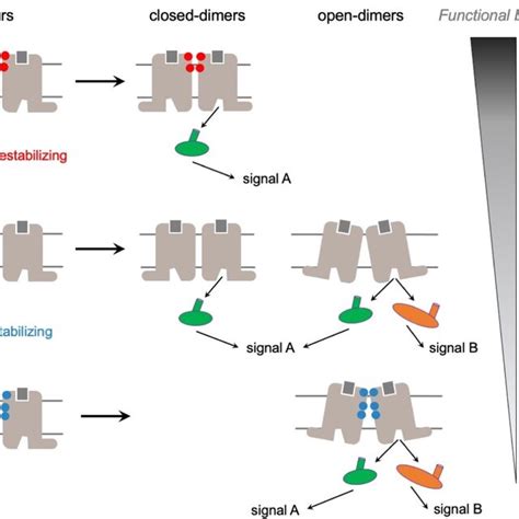 Computational Modeling And Design Of Gpcr Associations With