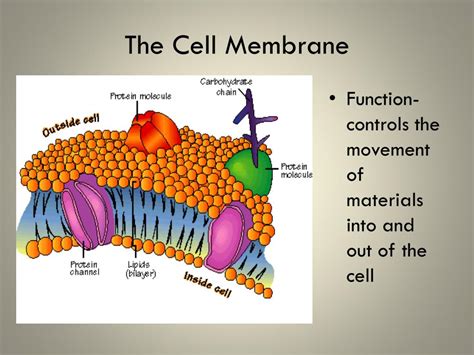 Ppt Unit 2 Part 1 Cell Structure And Function Membrane