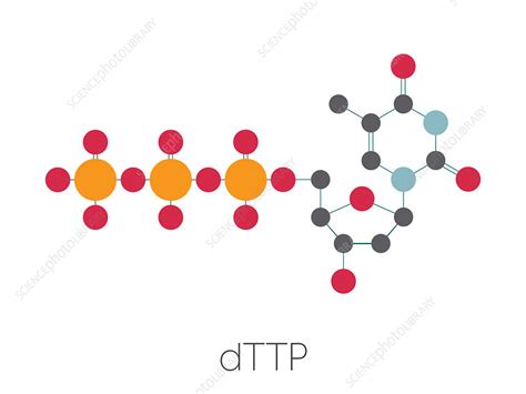 Thymidine Triphosphate Nucleotide Molecule Illustration Stock Image