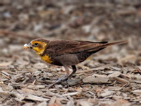 A Female Yellow Headed Blackbird With Worms On Her Peak Stock Image