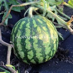 Выращивание арбузов в грунте средней полосы