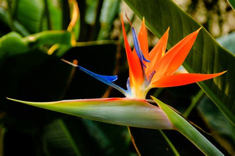 Quality Strelitzia Reginae Plants at Low Price For Sale | West Coast Trees