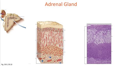 Adrenal Gland Diagram Quizlet