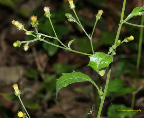 Asteraceae By Rejoice Gassah On 14 March 2019