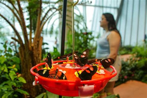 New Orleans Audubon Aquarium And Insectarium Ticket Getyourguide