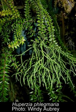 Huperzia Phlegmaria Huperzia Phlegmaria L Rothm Exotic