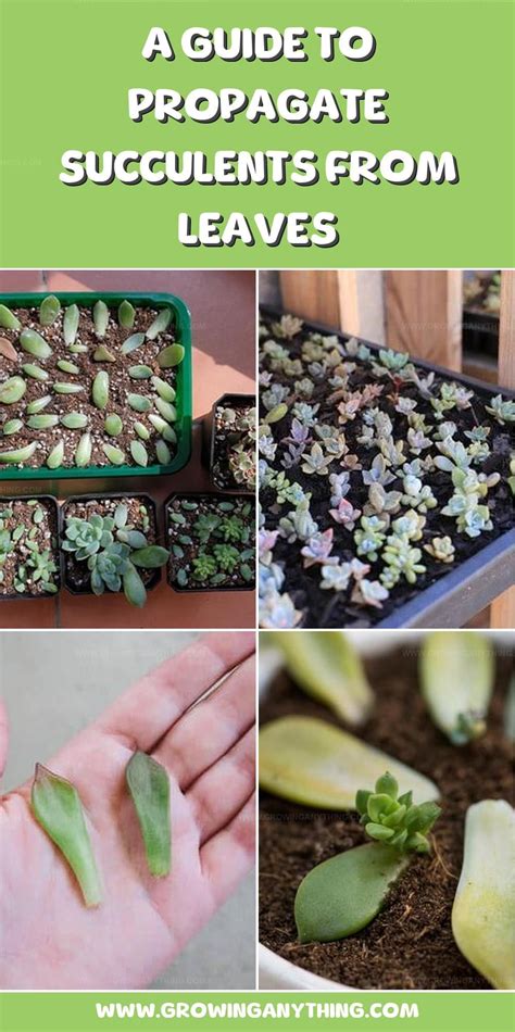 The Ultimate Guide To Propagating Succulents From Leaves Starting