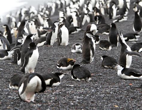 Premium Photo Flock Of Penguins On Field