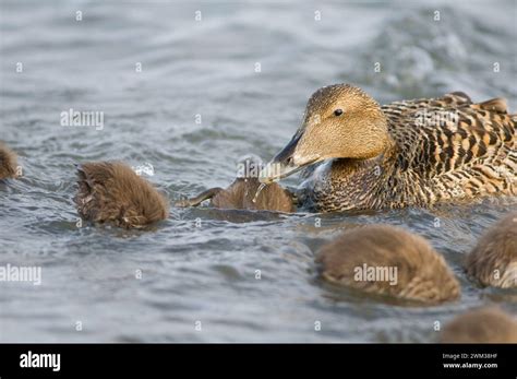 Group Of Common Eider Ducks Somateria Mollissima Mother And Newborn