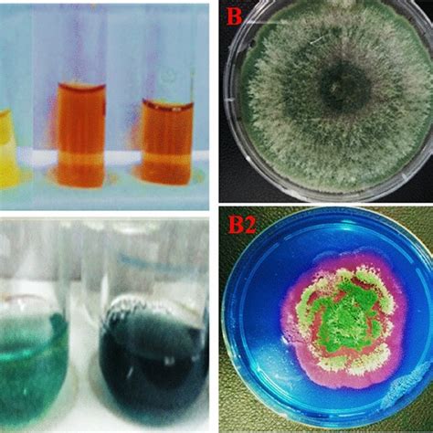 Pseudomonas Pgpr 7 Strain Under Uv Light Showing Fluorescent A