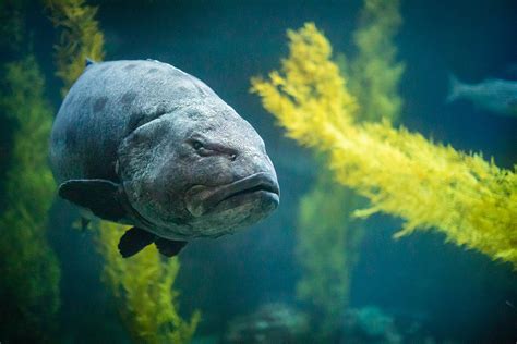Monterey Bay Aquarium — Oceanportal The Twin Spot Snapper Lutjanus
