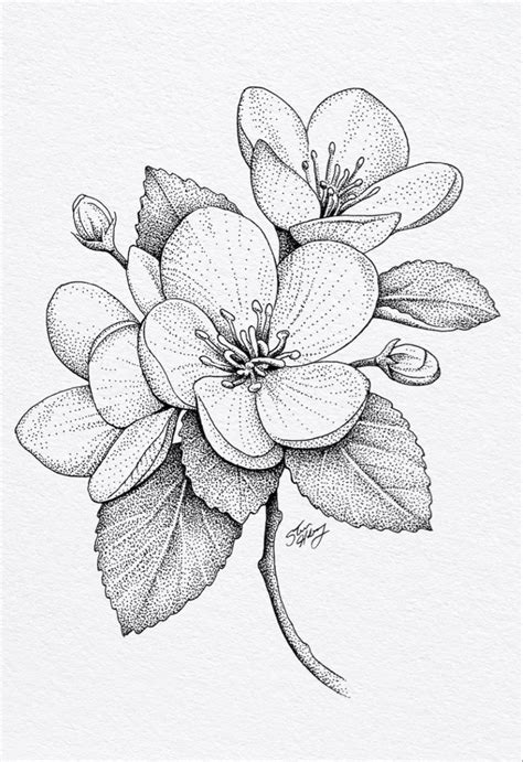 Botanical Line Drawing Of A Flower