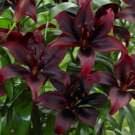 Paquete De 10 Bombillas De Lirio Asiático Mapira Rojo Oscuro Para Plantar Plantas En Jardines