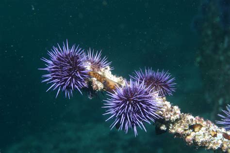 Sea Wonder Purple Sea Urchin National Marine Sanctuary Foundation
