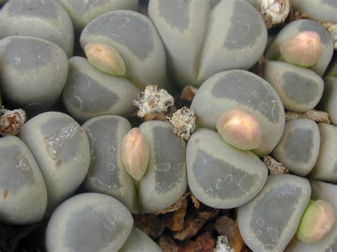 Lithops Lithops Living Stones Nursery