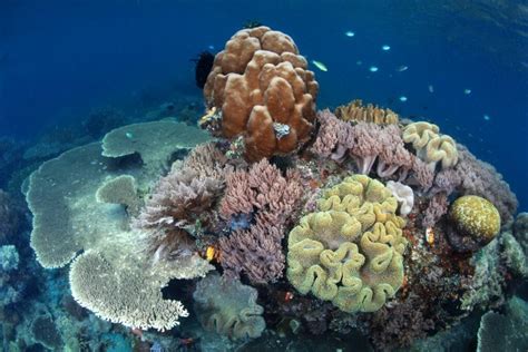 Diving Into The Coral Triangle Master Liveaboards