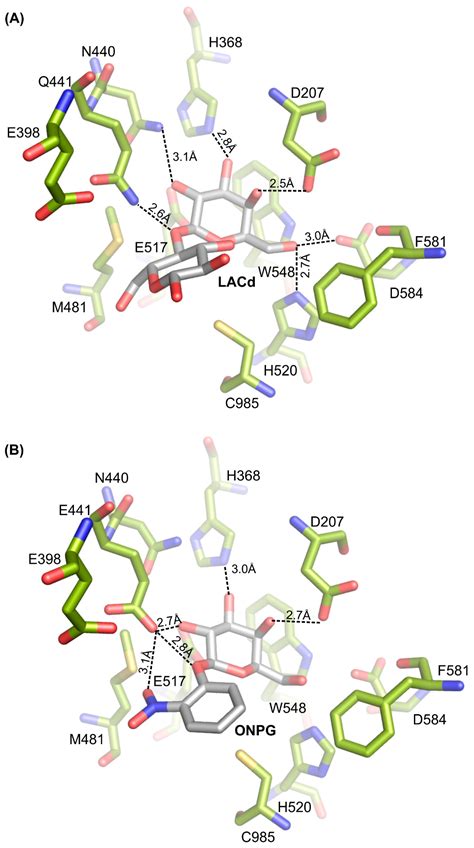 Beta Galactosidase Active Site