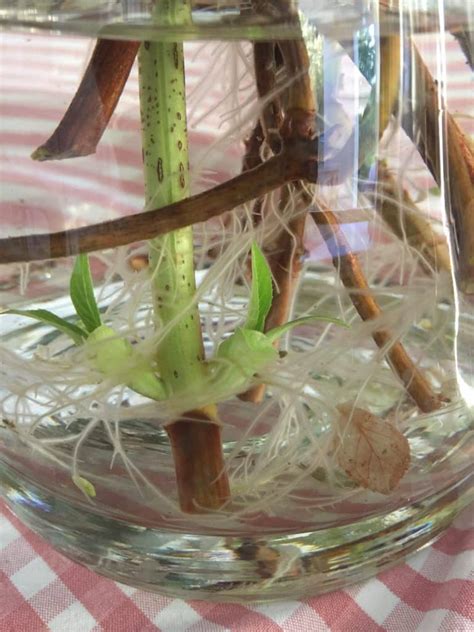 Hydrangea Propagation Susies