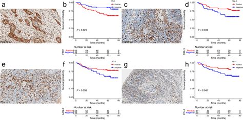 Comprehensive Analysis Of Single Cell And Bulk Rna Sequencing Data Identifies B Cell Marker